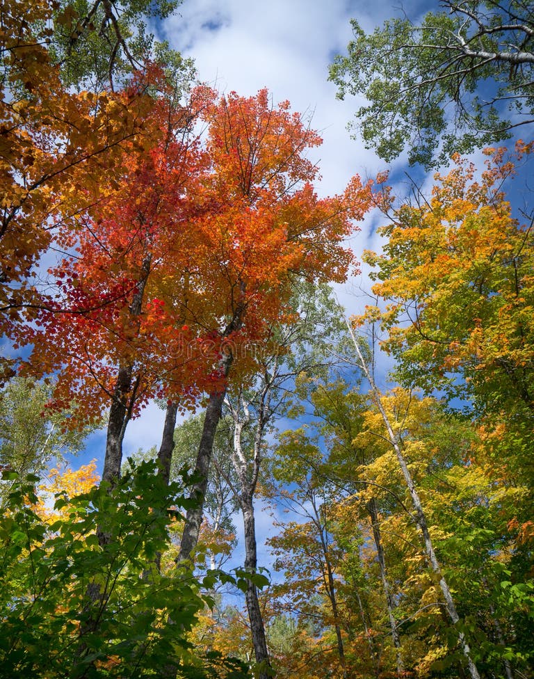 5,861 Canopy Maple Stock Photos - Free & Royalty-Free Stock Photos from ...