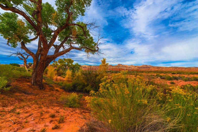 Autumn Tree in the Canyon - Utah Fall Landscape Stock Photo - Image of ...