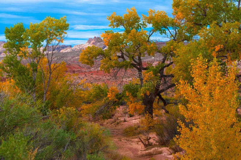 Autumn Tree in the Canyon - Utah Fall Landscape Stock Photo - Image of ...