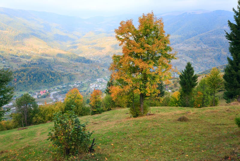 Autumn Tree on Carpathian Mountainside. Stock Image - Image of sunlight ...