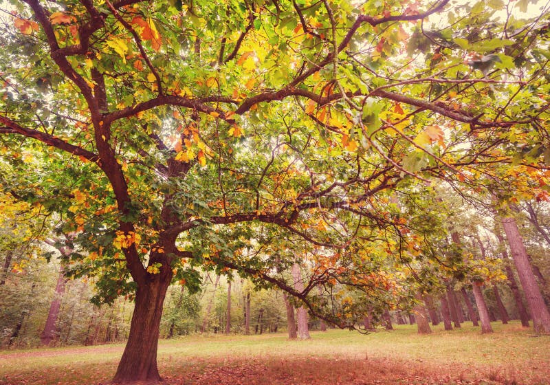 Autumn tree stock photo. Image of autumn, fall, inspiration - 5680574