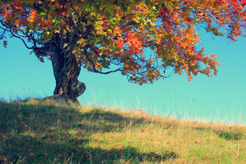 Autumn tree with clear sky stock photo. Image of clear - 145594342