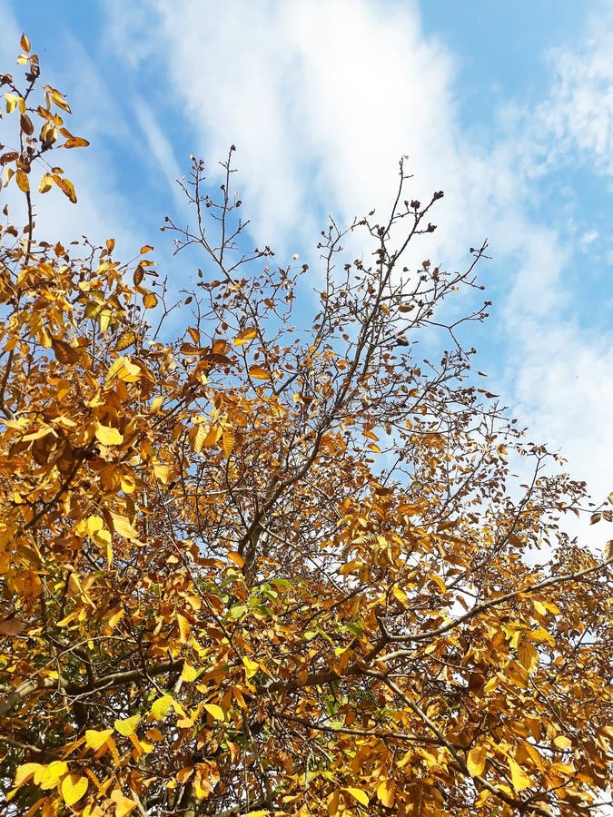Autumn Tree and Clouding Clear Stock Image - Image of blooming, glabra ...