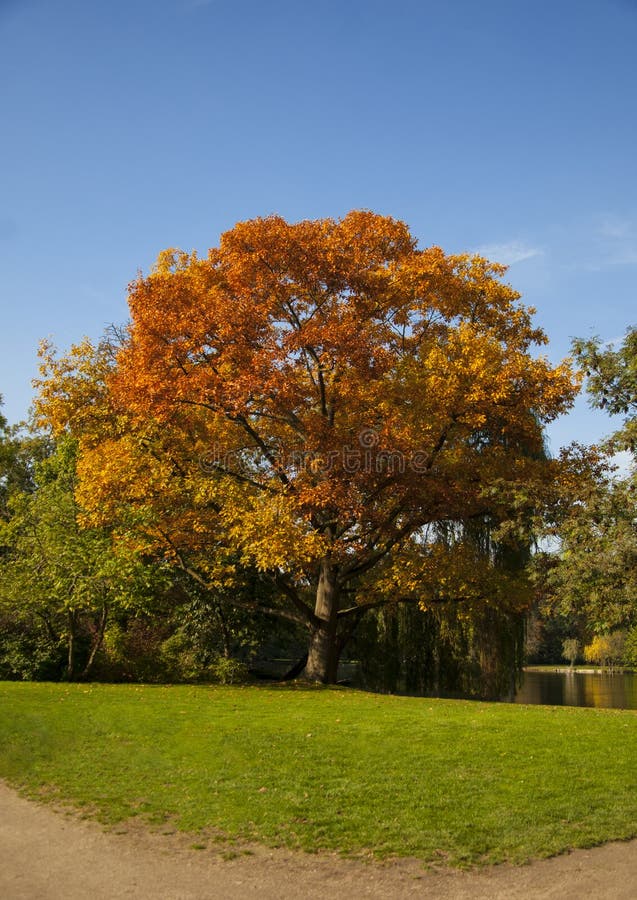 Autumn Tree with Colored Leaves Stock Photo - Image of nature ...