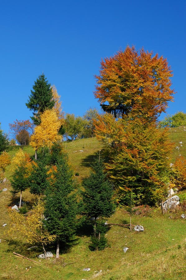 Autumn tree colors stock image. Image of touristic, highland - 11542183