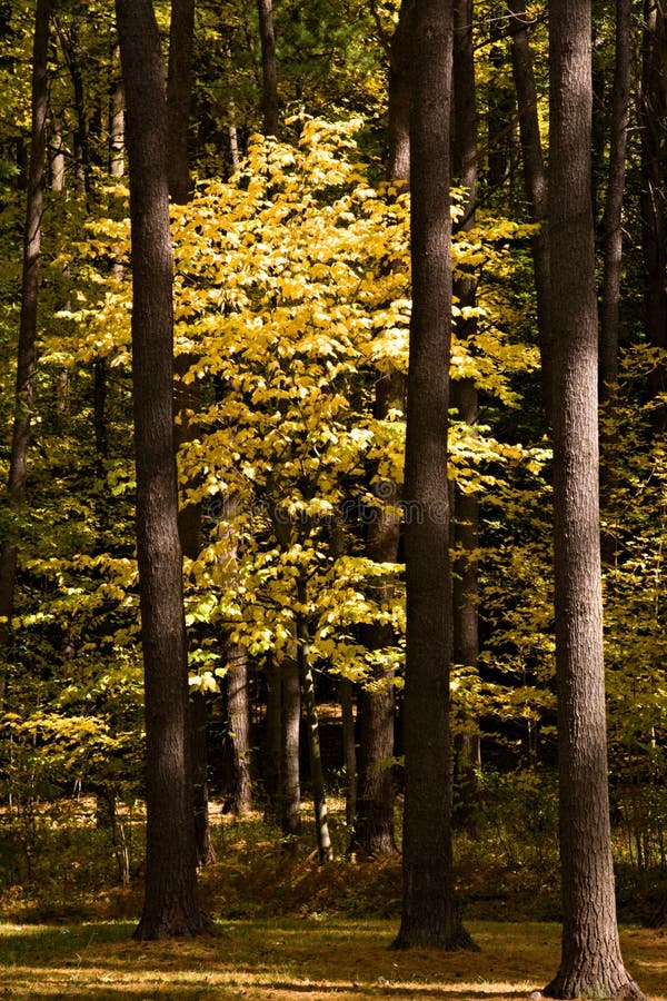 Autumn Tree with Colors stock image. Image of leaves - 11640325