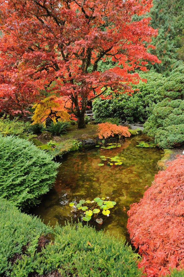 Autumn tree colors stock image. Image of landscaping - 14235103