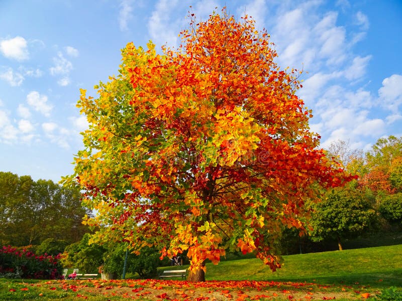 Autumn tree colors vibes stock photo. Image of shrub - 260257708