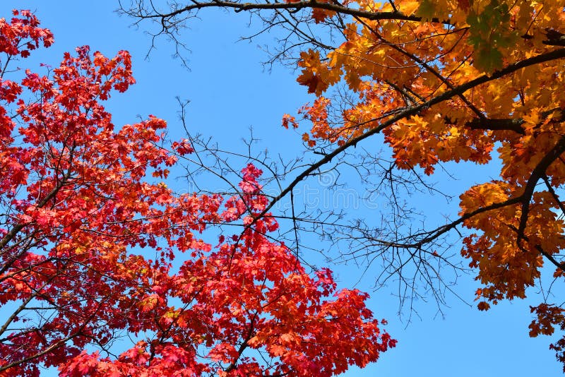 Autumn Tree Crowns. Bright Background. Stock Image - Image of park ...