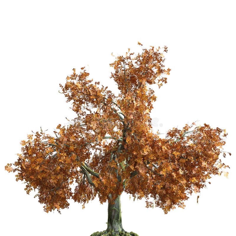 Autumn Tree 3d Illustration Isolated on White Background Stock ...