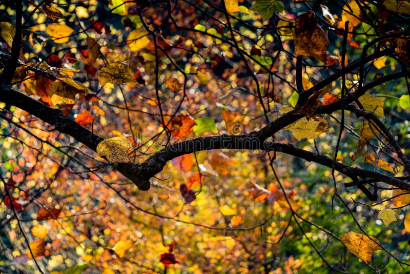 Autumn Tree Dry Leaf Texture and Background Texture Stock Photo - Image ...