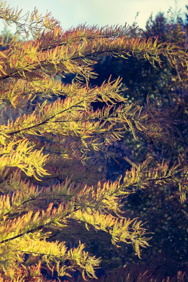 Autumn Tree Dry Leaf Texture and Background Texture Stock Photo - Image ...