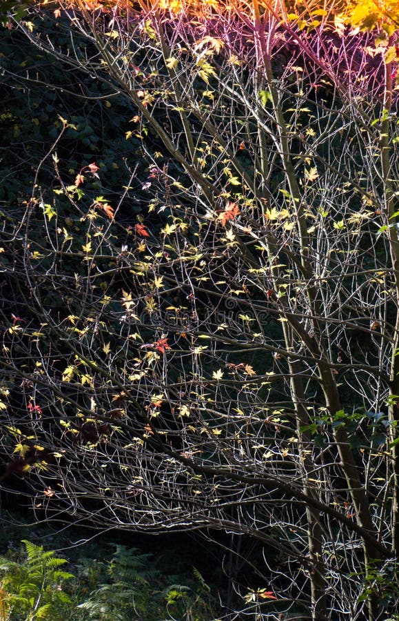 Autumn Tree Dry Leaf Texture and Background Texture Stock Image - Image ...