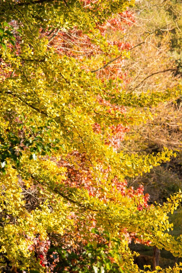 Autumn Tree Dry Leaf Texture and Background Texture Stock Image - Image ...