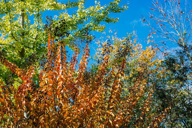 Autumn Tree Dry Leaf Texture and Background Texture Stock Image - Image ...