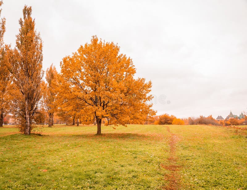 Autumn tree on dry meadow stock photo. Image of herb - 79090546