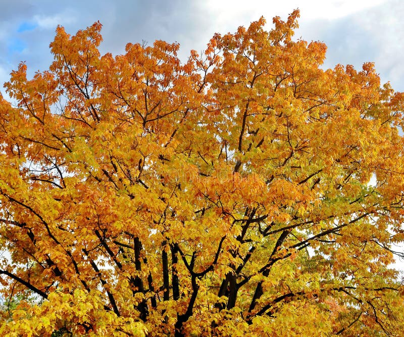 Autumn Tree stock image. Image of park, leaves, rustic - 79933453