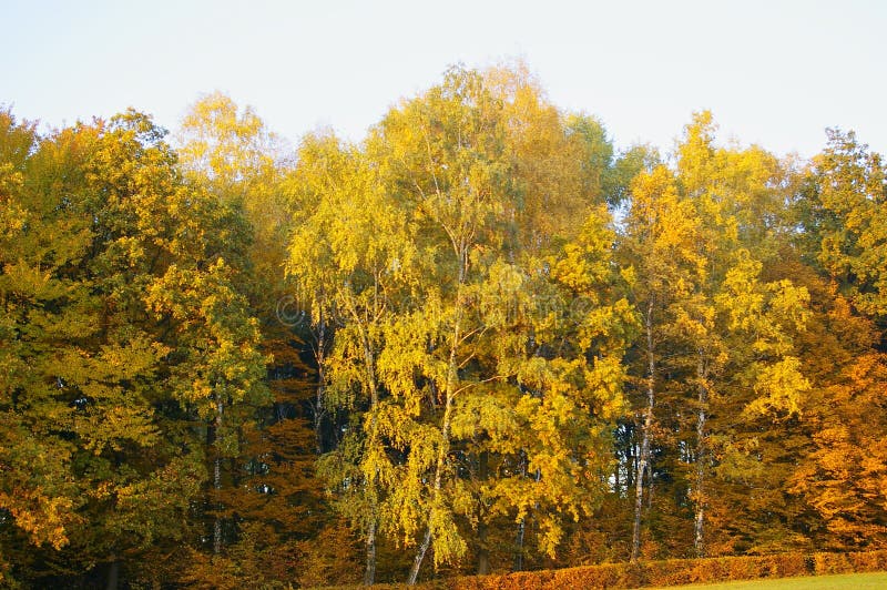 Autumn tree stock photo. Image of long, landscape, linden - 86337440