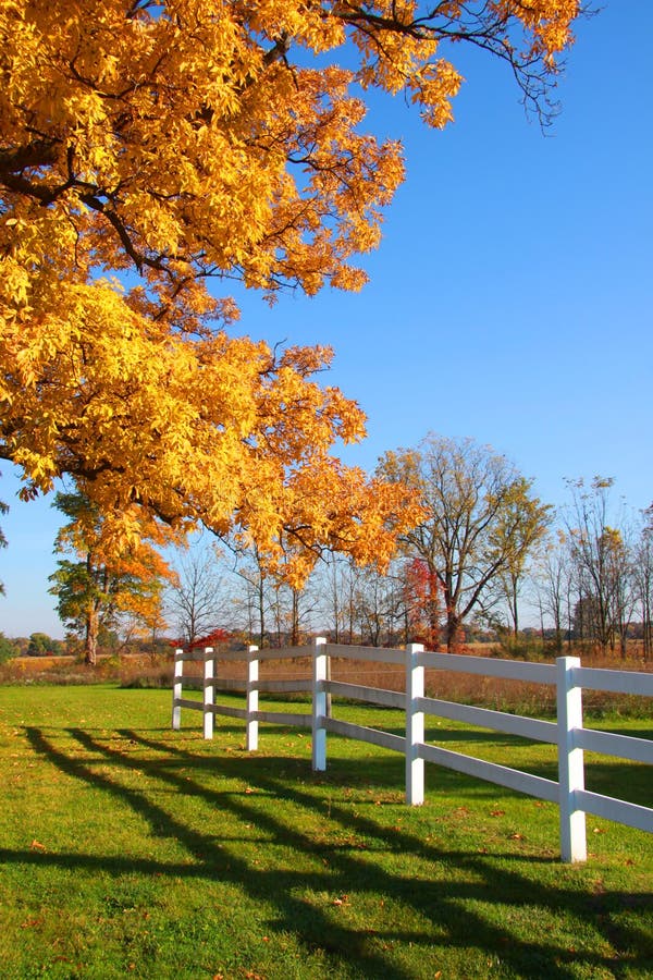 Tree And Fence Lined Sidewalk In Front Of Old Homes In The Gold Coast ...