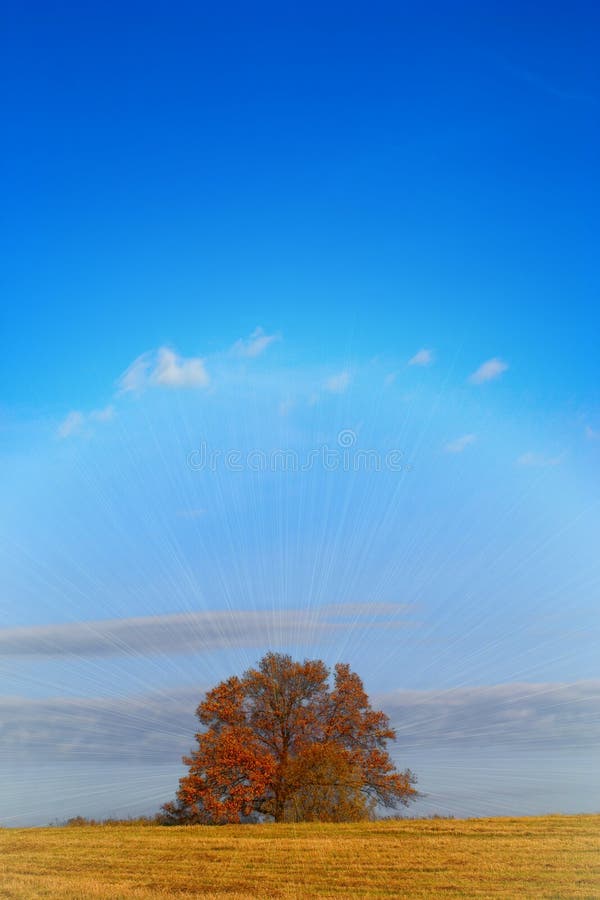 Autumn tree in the field stock photo. Image of idyllic - 10560564
