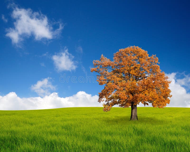 Autumn tree in the field stock image. Image of horizon - 46863141