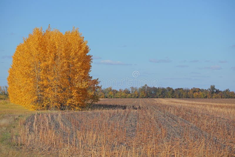 Autumn tree field blue sky stock image. Image of field - 160123835