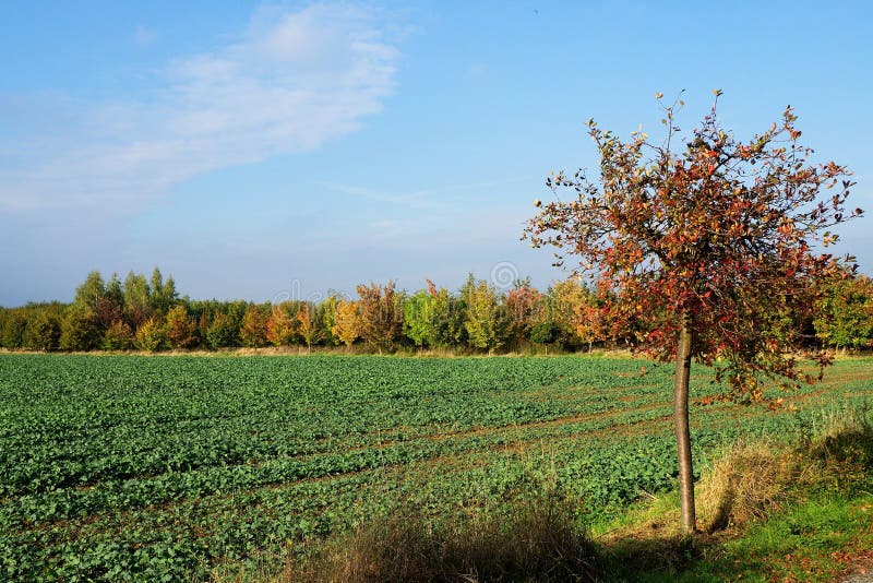 Autumn tree stock photo. Image of blue, colorful, green - 80034588
