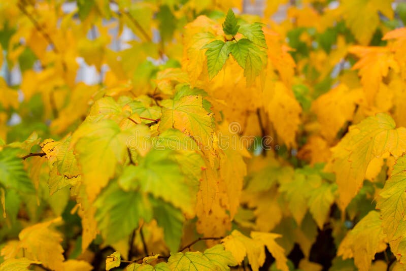 Ornamental Foli Stock Photos - Free & Royalty-Free Stock Photos from ...