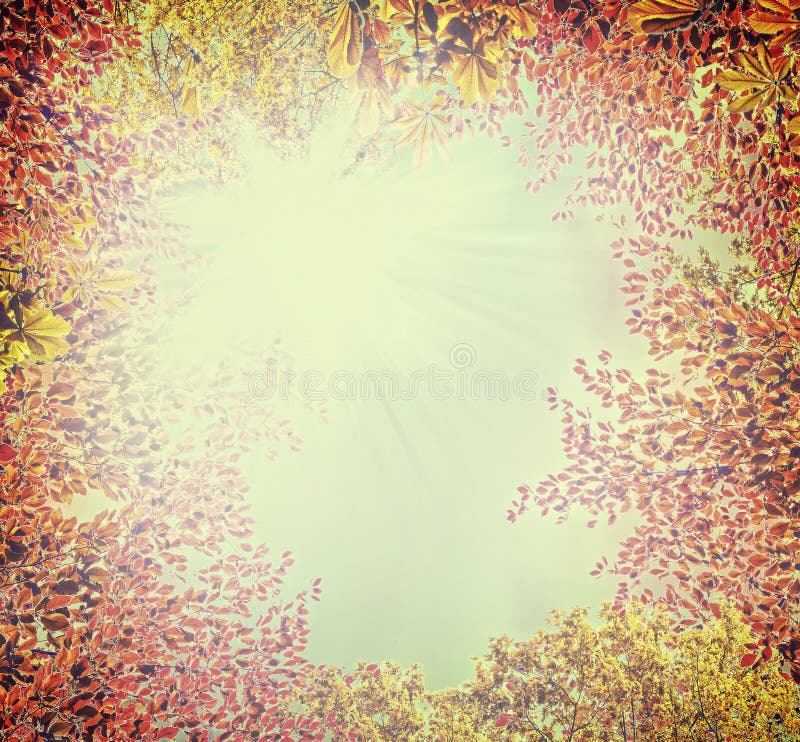 Autumn Tree Foliage on Sky and Sunshine Background, Frame Stock Image ...