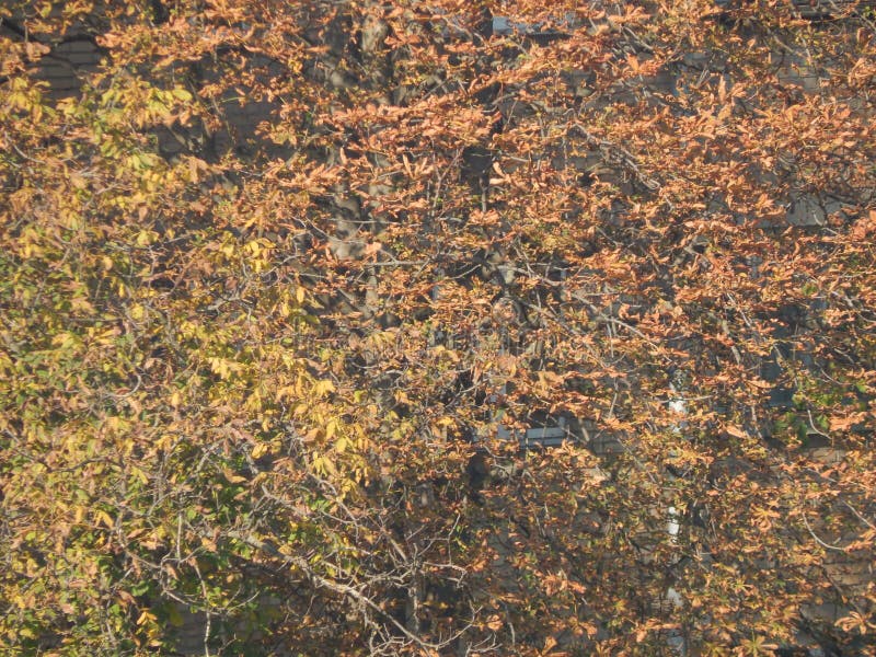 Autumn Tree Foliage Texture Stock Image - Image of maple, tree: 129055199