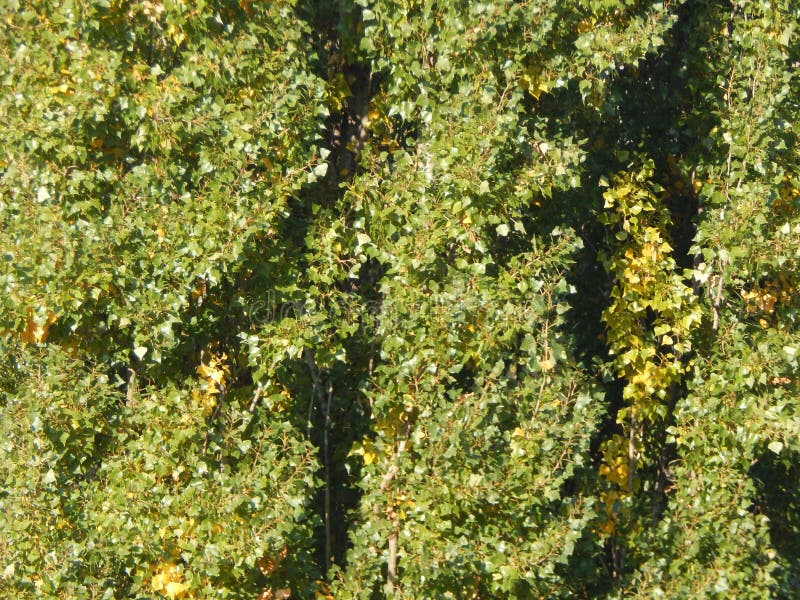 Autumn Tree Foliage Texture Stock Image - Image of abstract, colorful ...