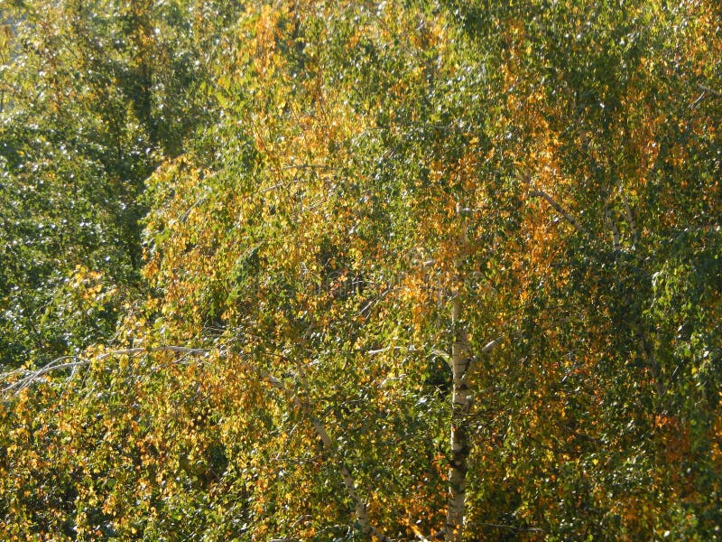 Autumn Tree Foliage Texture Stock Image - Image of beautiful, trees ...