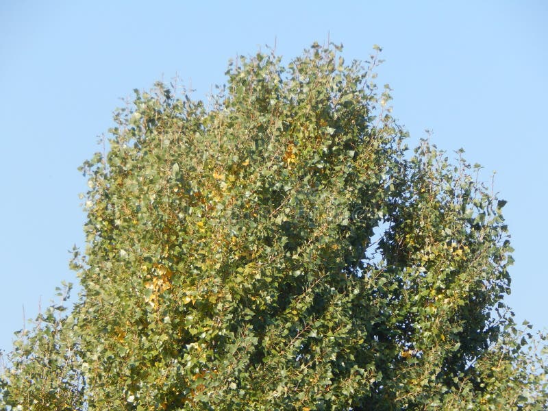 Autumn Tree Foliage Texture Stock Photo - Image of season, natural ...