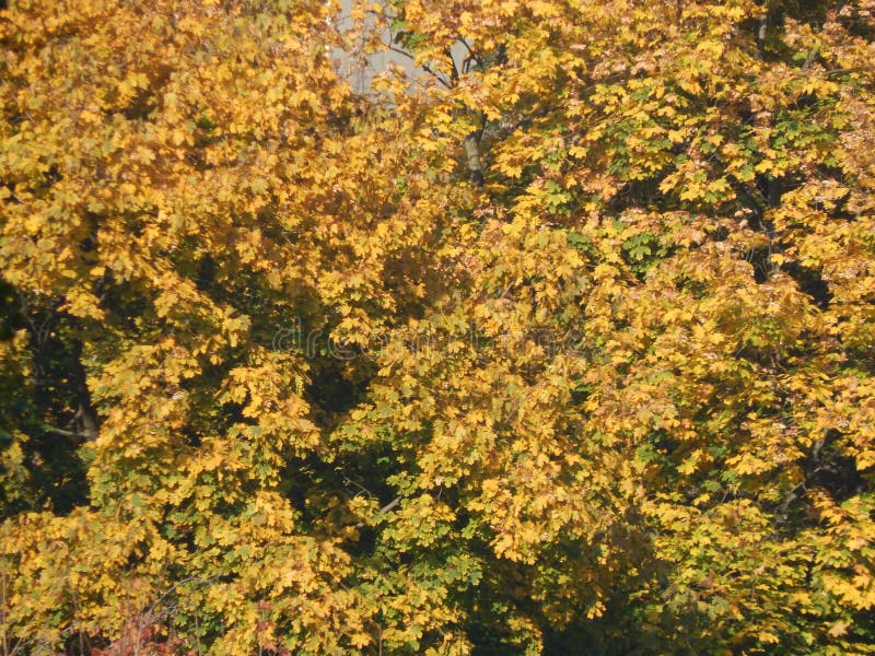 Autumn Tree Foliage Texture Stock Photo - Image of leaves, landscape ...