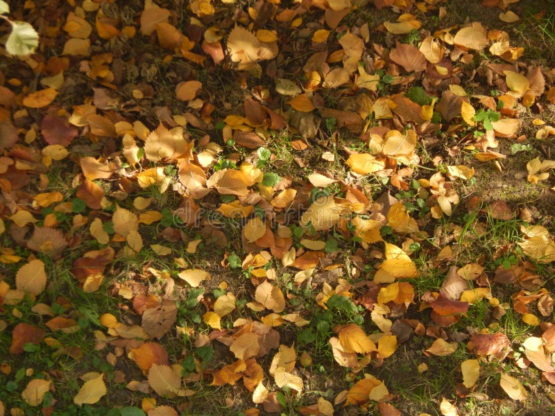 Autumn Tree Foliage Texture Stock Photo - Image of trees, fall: 129056664