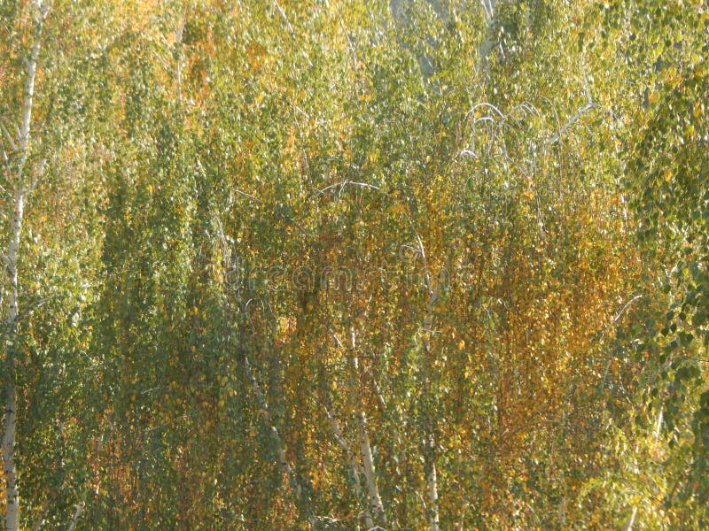 Autumn Tree Foliage Texture Stock Image - Image of autumn, fall: 129056743
