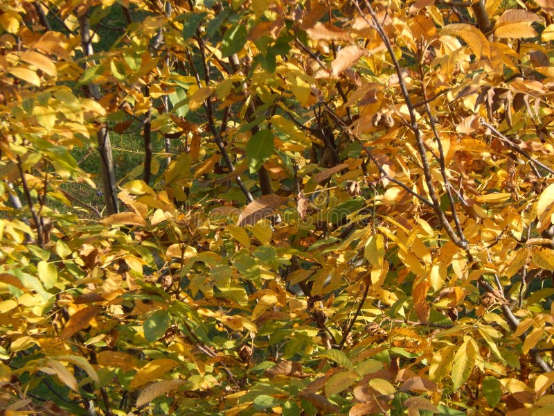 Autumn Tree Foliage Texture Stock Image - Image of yellow, texture ...