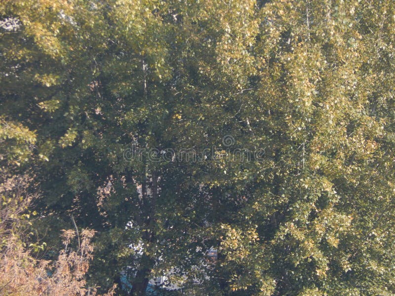 Autumn Tree Foliage Texture Stock Image - Image of nature, orange ...