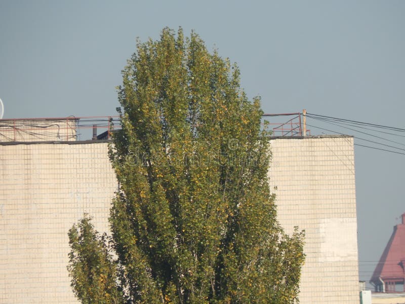 Autumn Tree Foliage Texture Stock Image - Image of tree, background ...