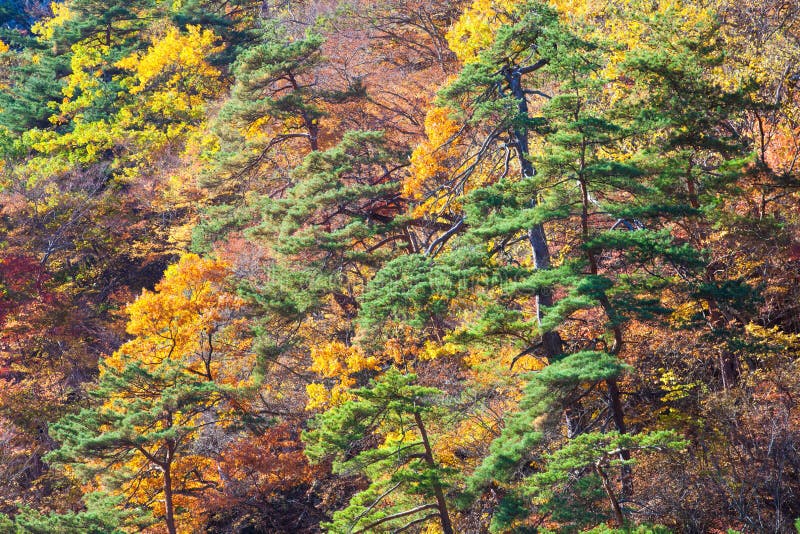 Autumn tree forest stock photo. Image of color, view - 78445630