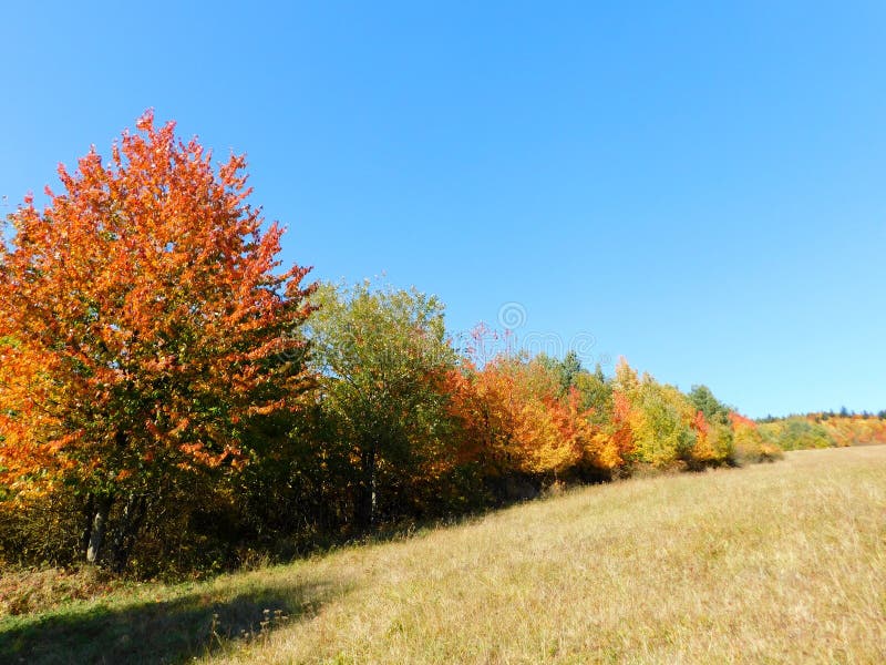 Autumn Tree Forest Landscape Stock Image - Image of outdoor, birch ...