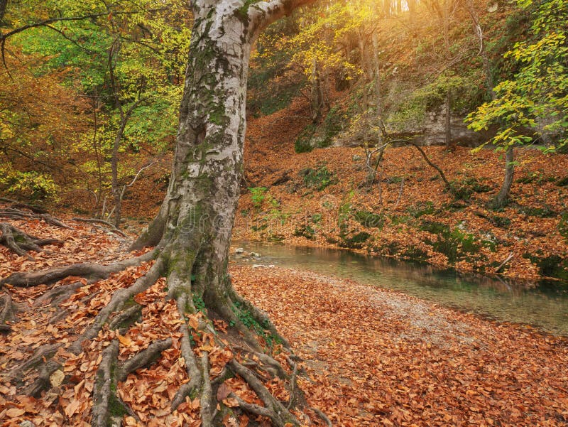 Autumn Tree in Forest and River Flow Stock Photo - Image of light ...