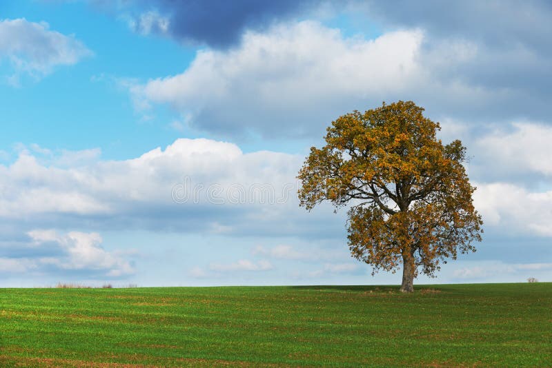 Autumn tree in green field stock image. Image of tree - 28608629