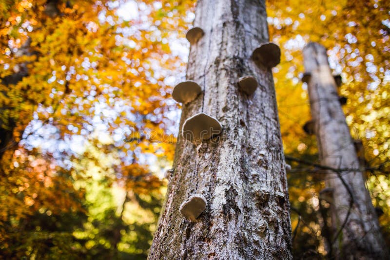Autumn tree with a hub stock image. Image of environment - 176194915