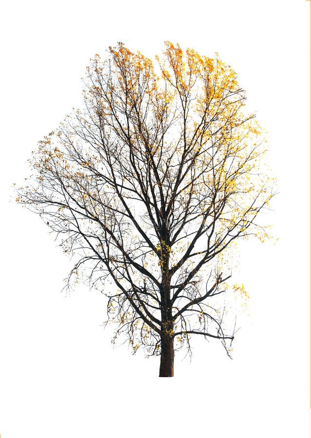 Autumn tree stock photo. Image of change, autumn, vibrant - 61715608