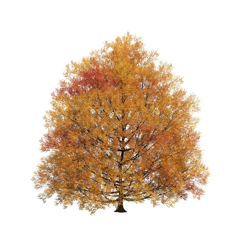 Autumn Tree Isolated on White Background Stock Illustration ...