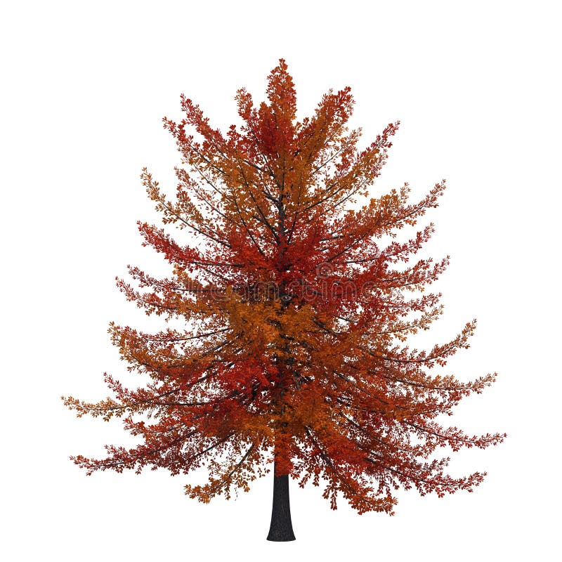 Autumn Tree Isolated on White Background Stock Illustration ...