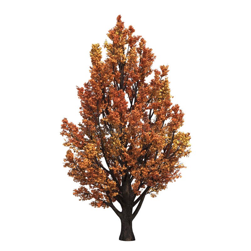 Autumn Tree Isolated on White Background Stock Illustration ...