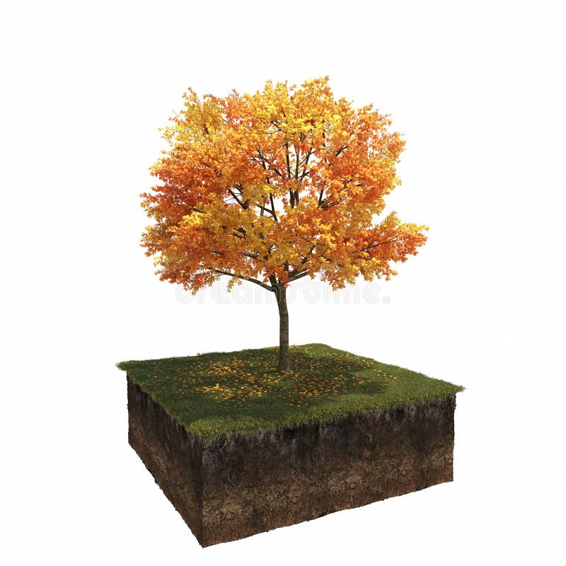 Autumn Tree Isolated on White Background Stock Illustration ...