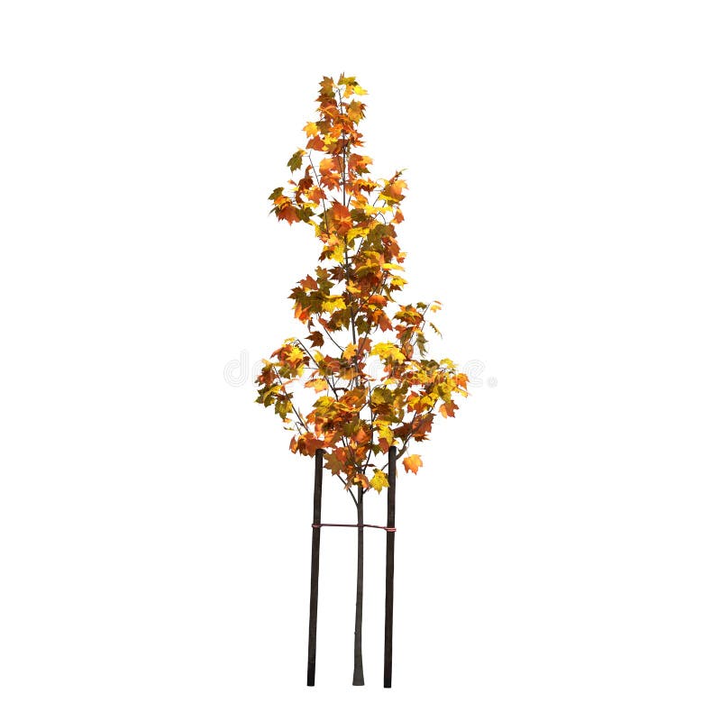 Autumn Tree Isolated on White Background Stock Illustration ...